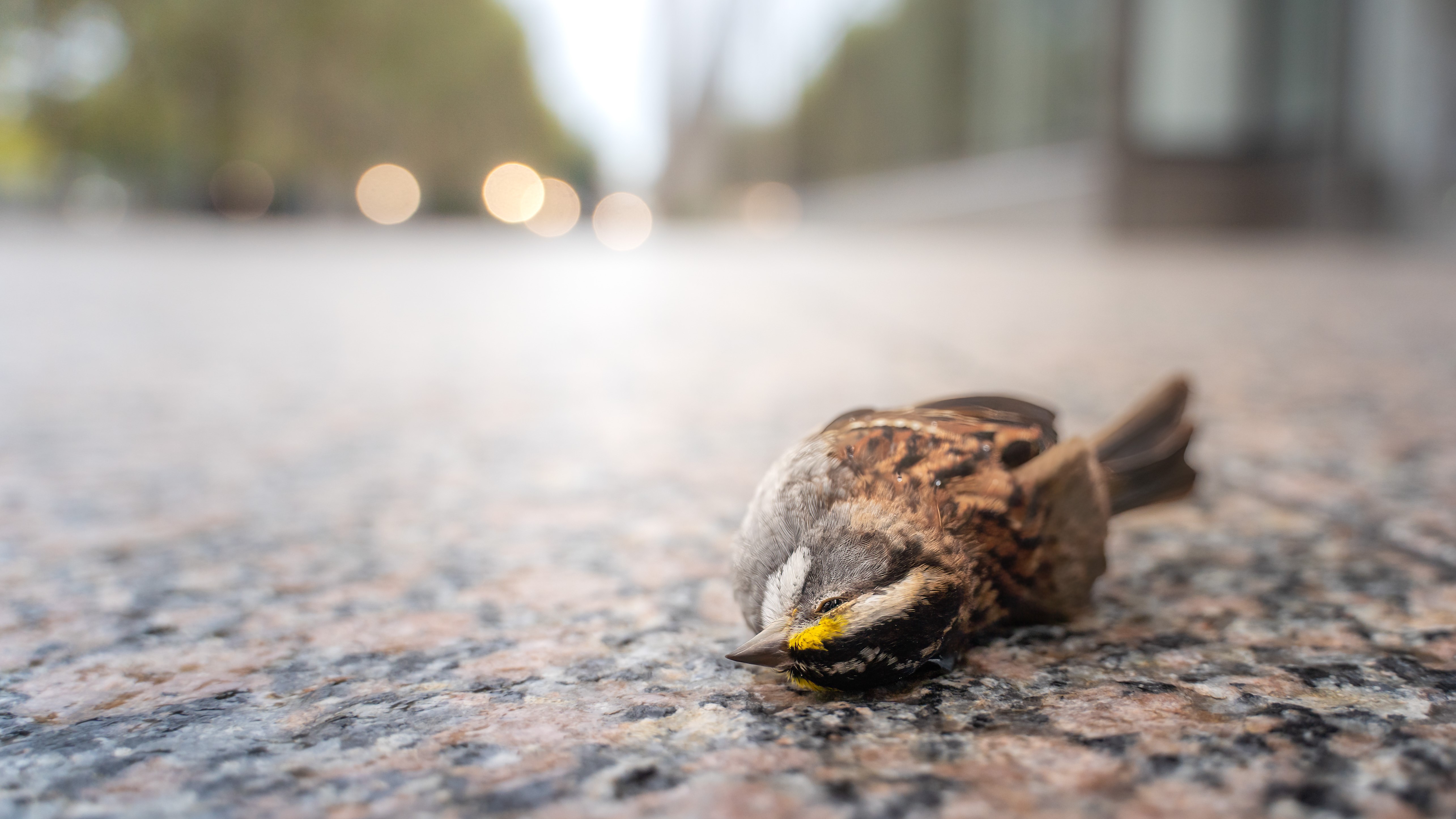 Study Shows How Weather, Migration Intensity Affect Bird Collisions in New York City | NYC Bird ...